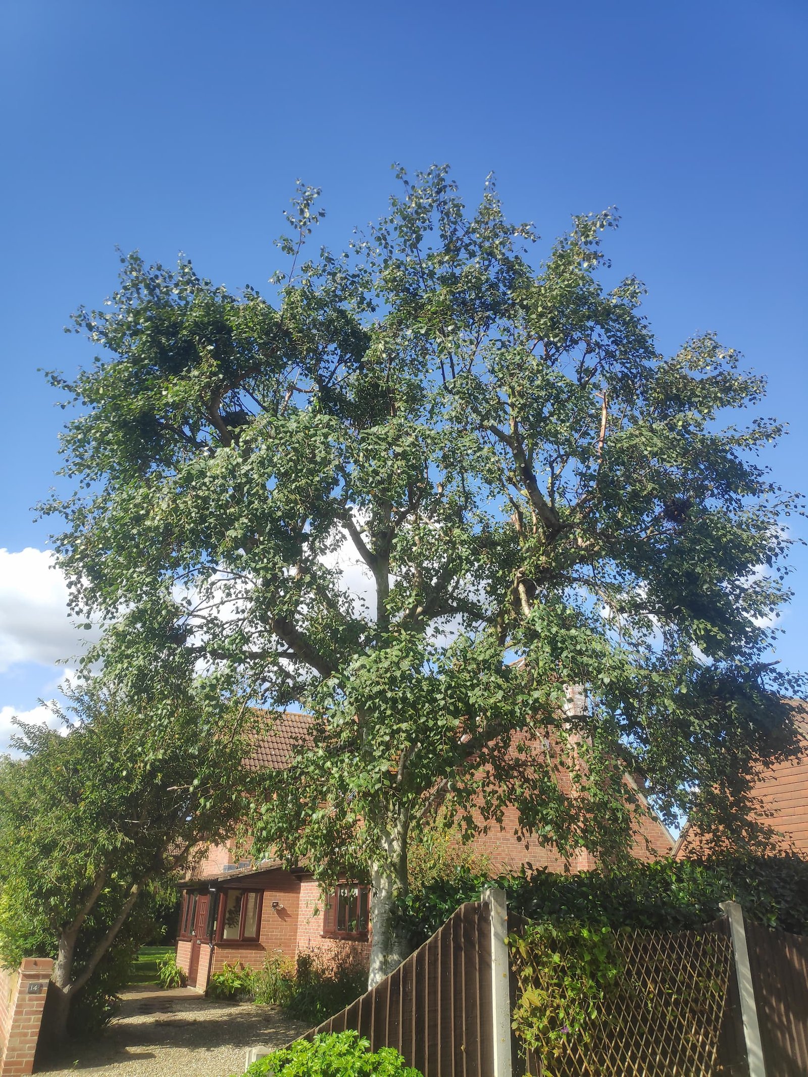 Before and Afters - Busybees Trees and Gardens