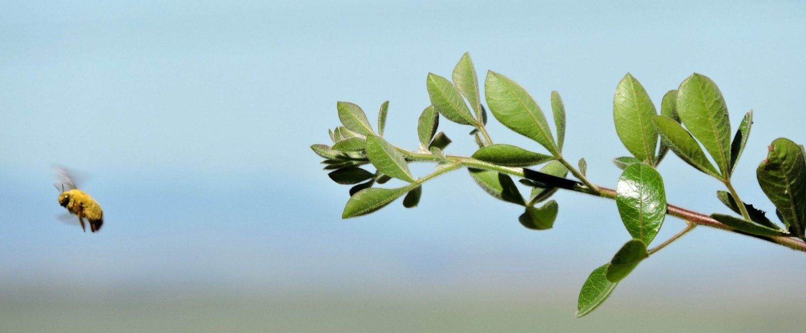 Busy Bees Trees & Gardening Services Colchester